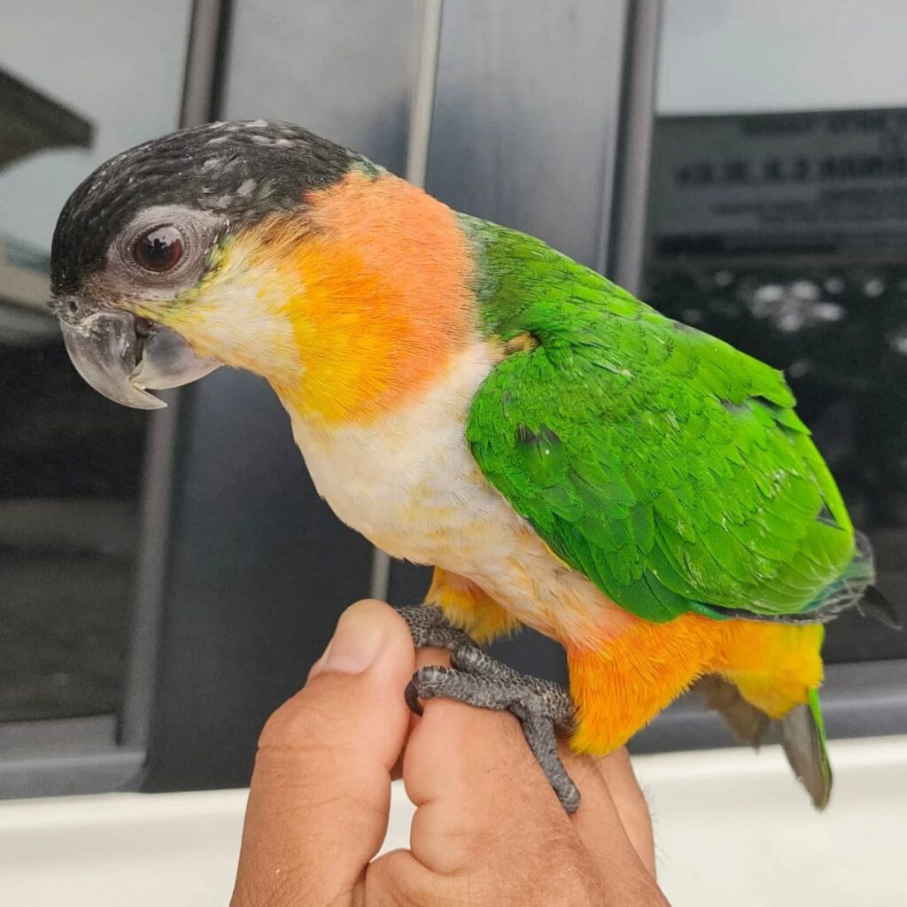 CAIQUE Archives | parrotsglow.com